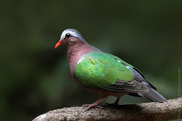 Common Emerald Dove | Project Noah