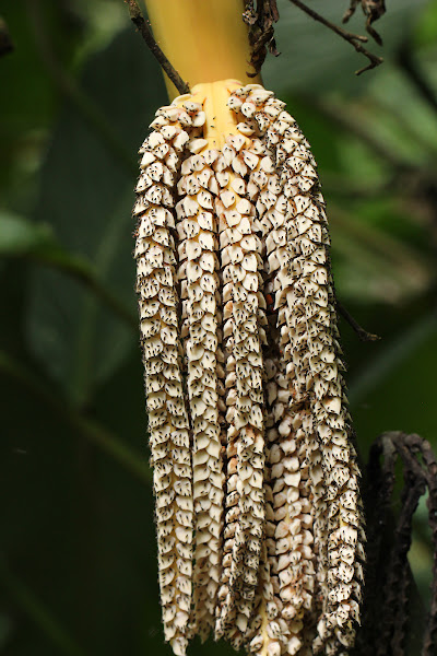 Pinanga Palm | Project Noah