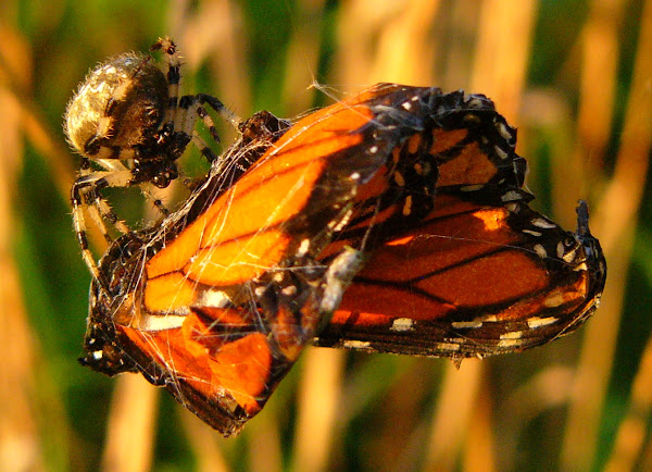 Shamrock Orb Weaver Spider Vs. Monarch | Project Noah