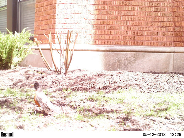 American robin | Project Noah