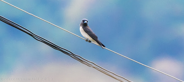 White-breasted Wood-swallow | Project Noah