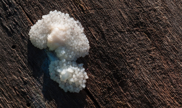 Tapioca Slime Mold | Project Noah