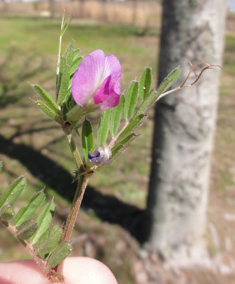 Narrow-leaf Vetch | Project Noah
