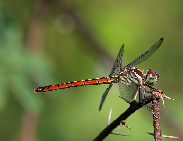Asiatic Blood Tail (Female) | Project Noah