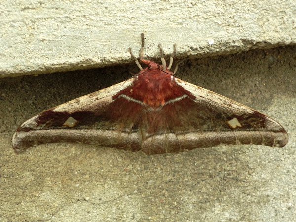 Cabbage Tree Emperor Moth | Project Noah