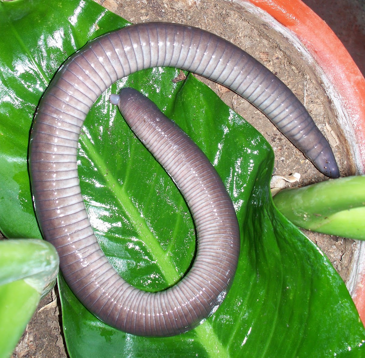 Mexican Burrowing Caecilian | Project Noah