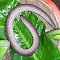 Mexican Burrowing Caecilian | Project Noah