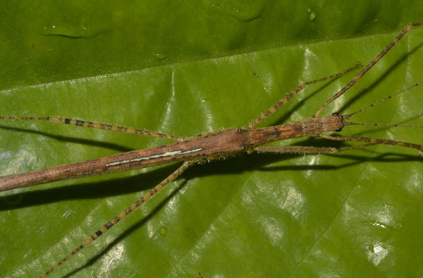 Winged Stick Insect, Phasmid - Male | Project Noah
