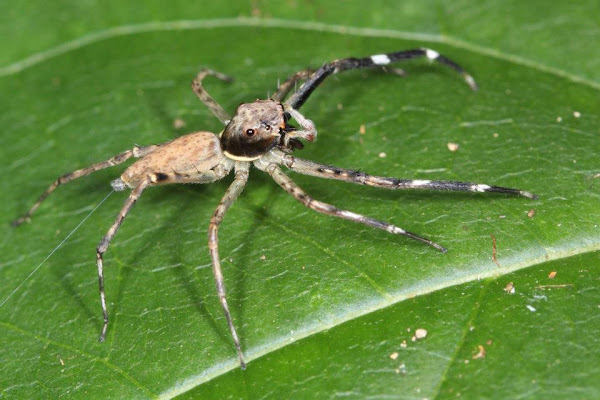 Jumping Spider | Project Noah