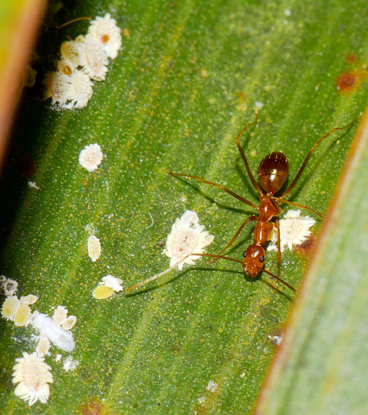 Long-legged ant | Project Noah