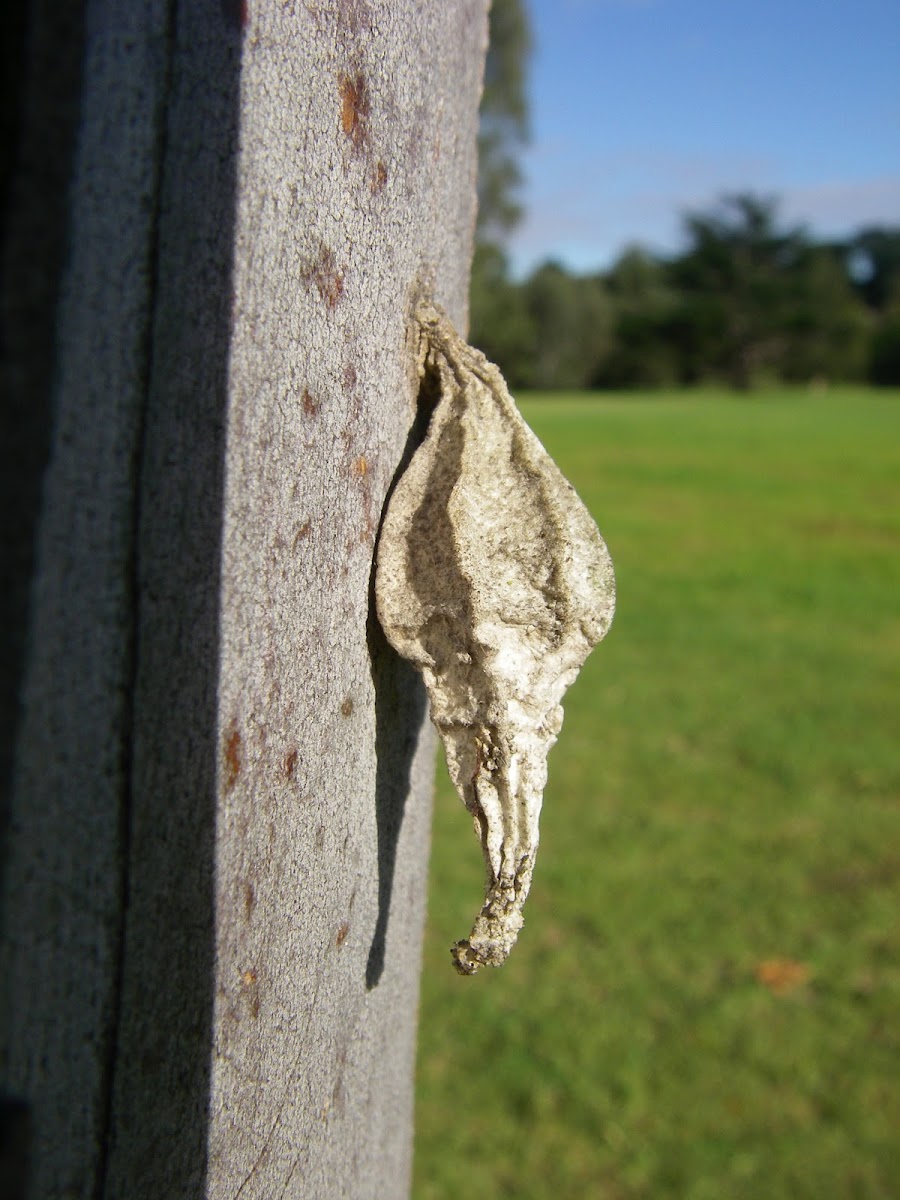 Ribbed Case Moth | Project Noah