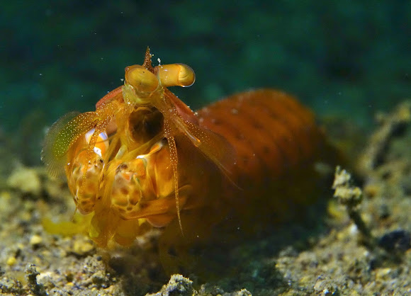 Golden Mantis Shrimp | Project Noah