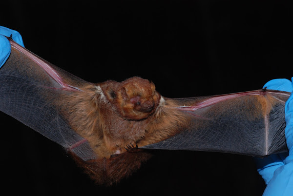 Seminole Bat | Project Noah