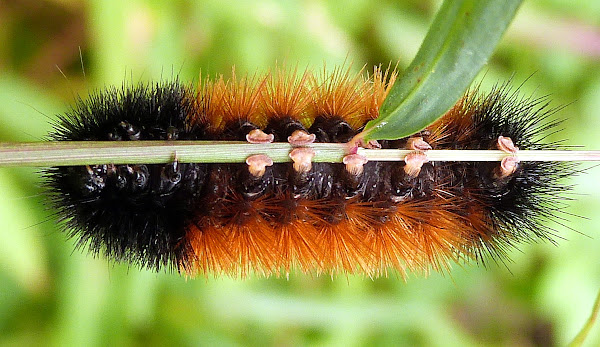 Banded Woolly Bear | Project Noah