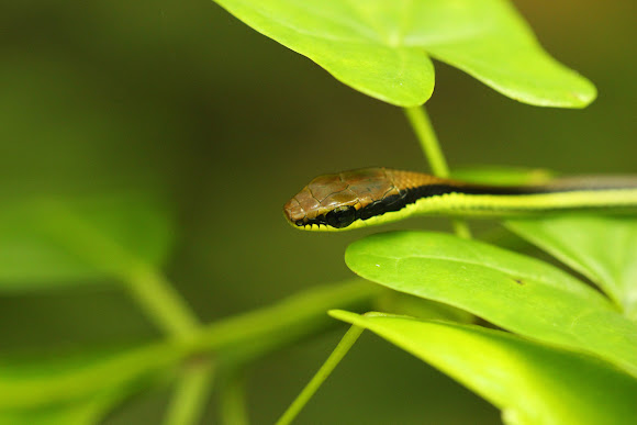 Painted Bronzeback | Project Noah