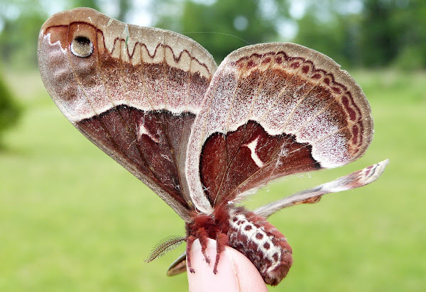Promethea Silkmoth | Project Noah