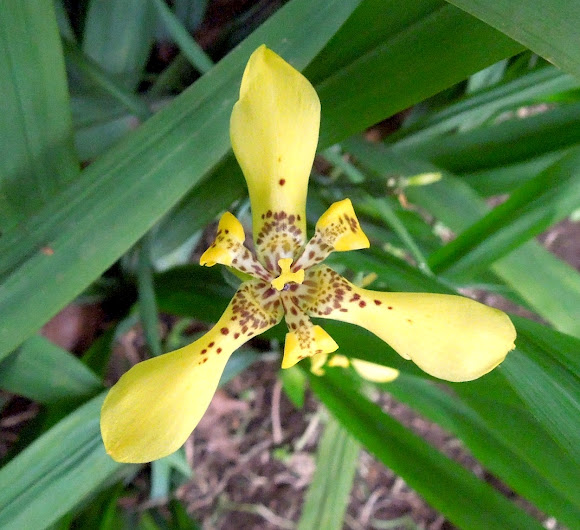 Yellow Walking Iris | Project Noah