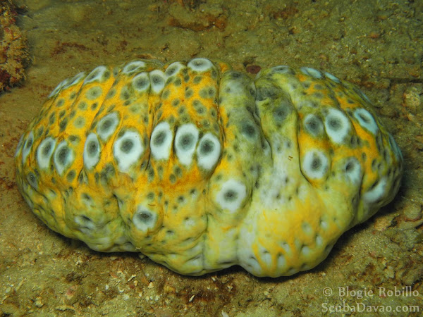 Eye-spotted Sea Cucumber | Project Noah