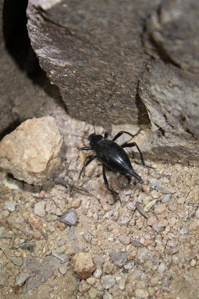 Pinacate Beetle | Project Noah