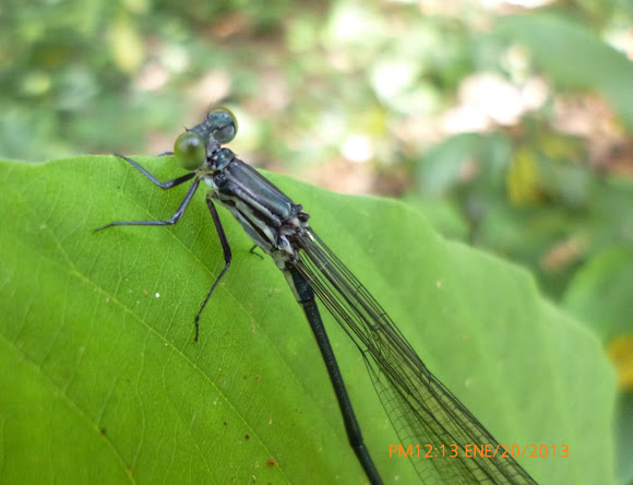 Helicopter Damselfly - Libélula Helicóptero | Project Noah