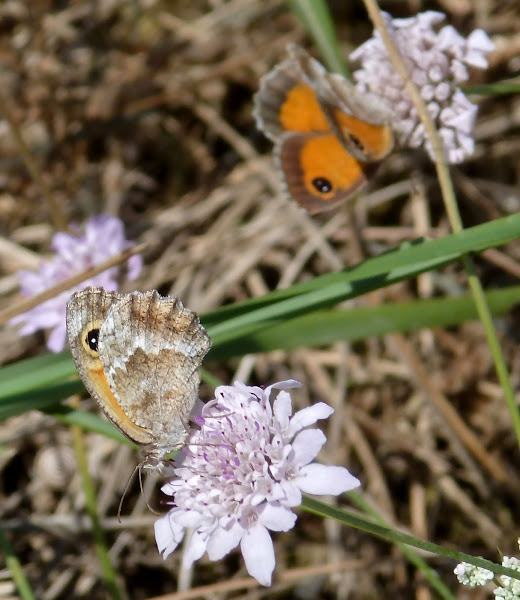 Southern Gatekeeper (female) | Project Noah