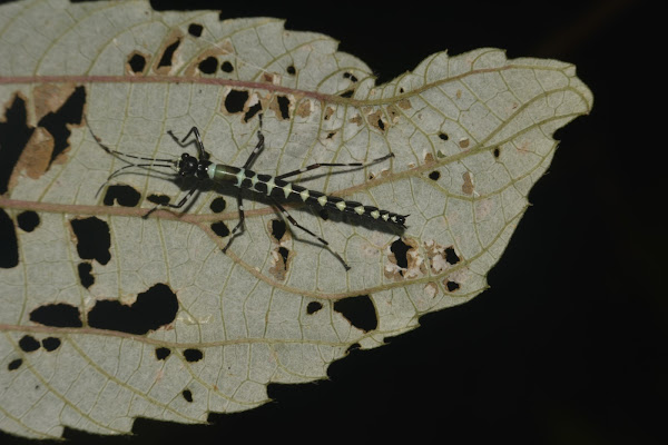 Winged Stick Insect, Phasmid | Project Noah