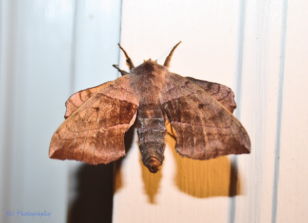 Walnut Sphinx - male | Project Noah