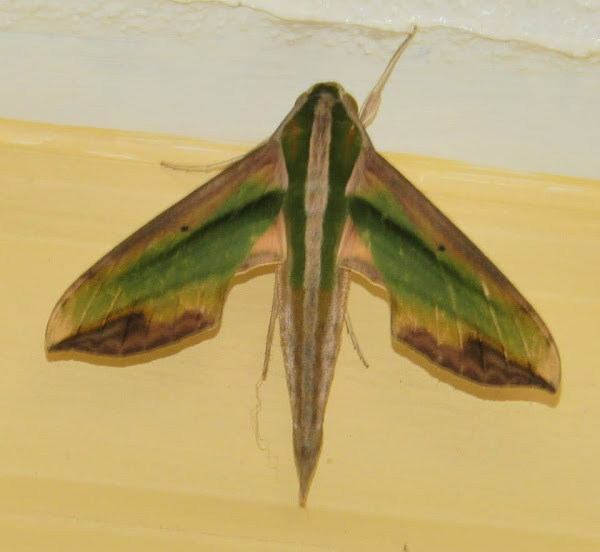 Hawk Moth | Project Noah