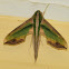 Green Hawk-Moth | Project Noah