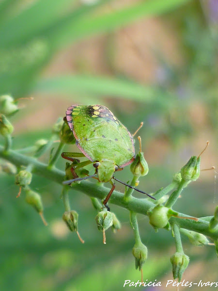 southern green stink bug nymph | Project Noah