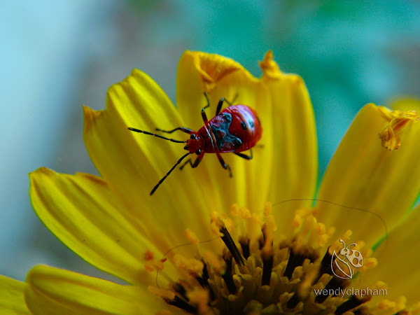 Cotton Stainer Nymph | Project Noah