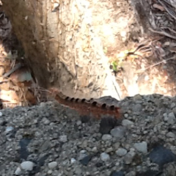 Itchy grub | Project Noah