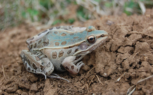 Southern leopard frog | Project Noah