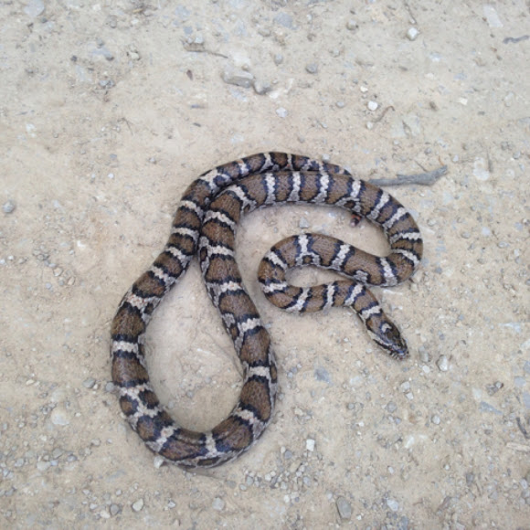 Eastern milk snake | Project Noah