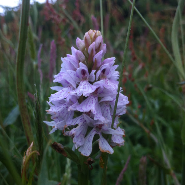 Spotted Orchid | Project Noah