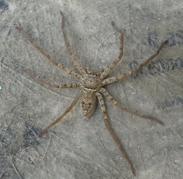 Selenops | Project Noah