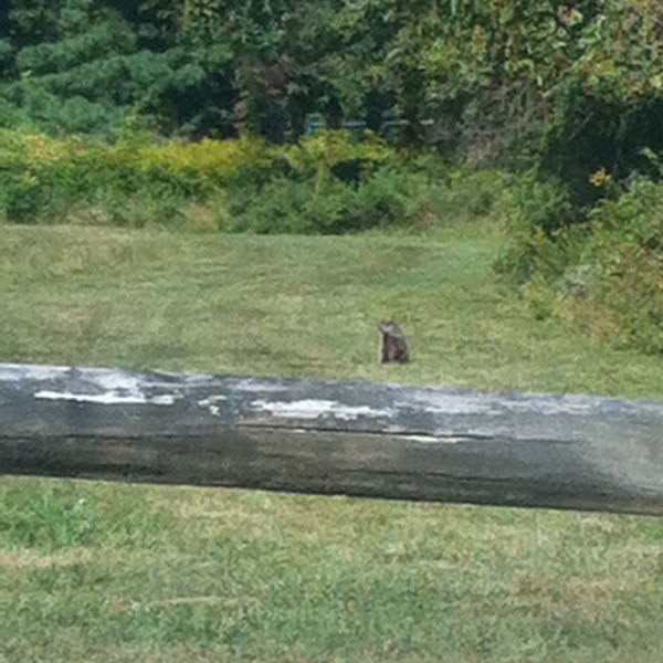 Groundhog (Woodchuck) | Project Noah