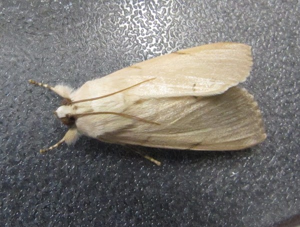 Palm Flower Moth | Project Noah