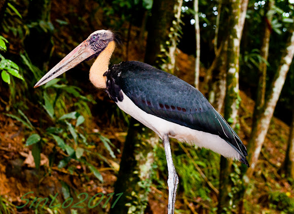 Storm's Stork | Project Noah