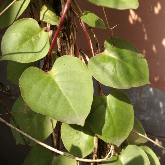 Madeira-vine | Project Noah