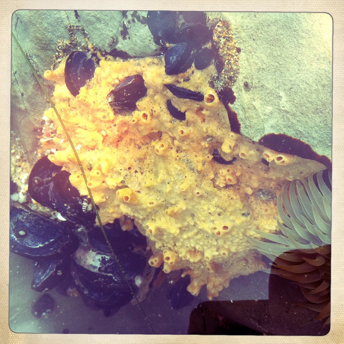 yellow encrusting sponge | Project Noah