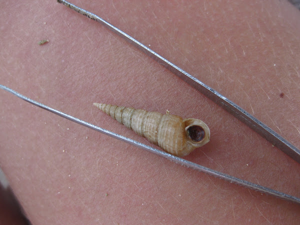 common tower shell | Project Noah