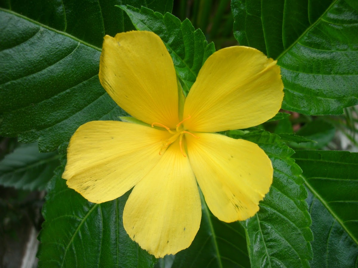 Yellow Alder | Project Noah