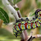Pine tree emperor moth larva | Project Noah
