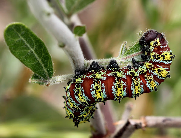 Pine tree emperor moth larva | Project Noah