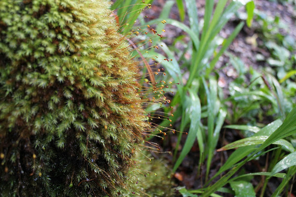 Bonsai moss | Project Noah