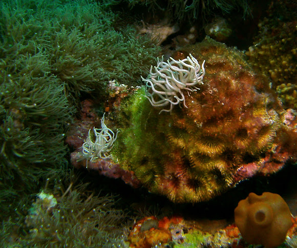 Phyllodesmium briareum | Project Noah