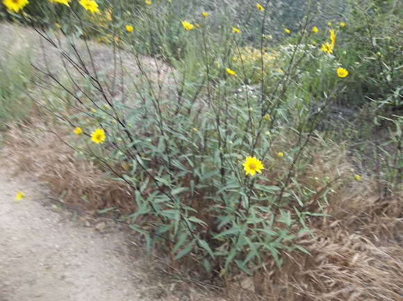 Slender Sunflower | Project Noah