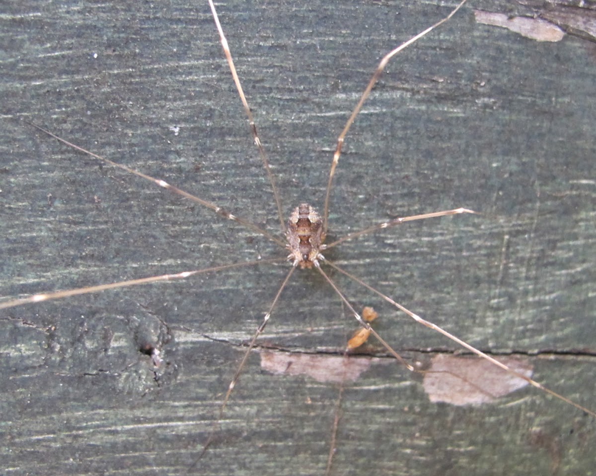 Harvestman | Project Noah