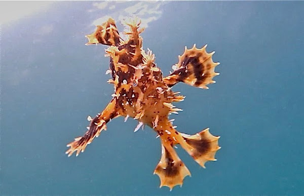 Sargassum Frogfish | Project Noah